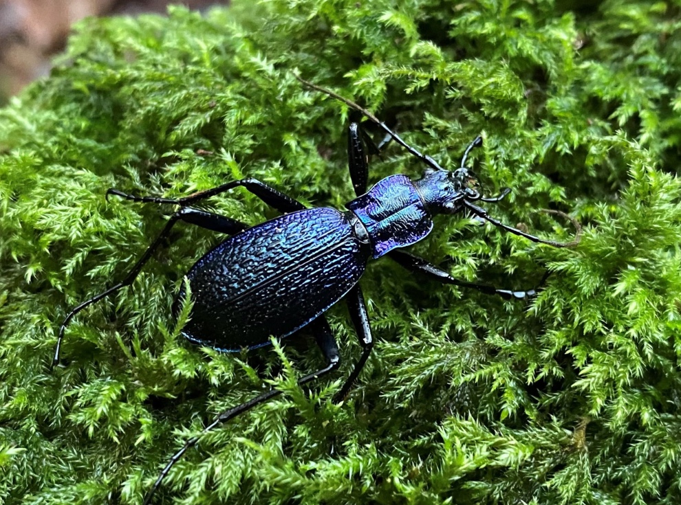 Help blue beetles this Blue Monday | The Devon Daily