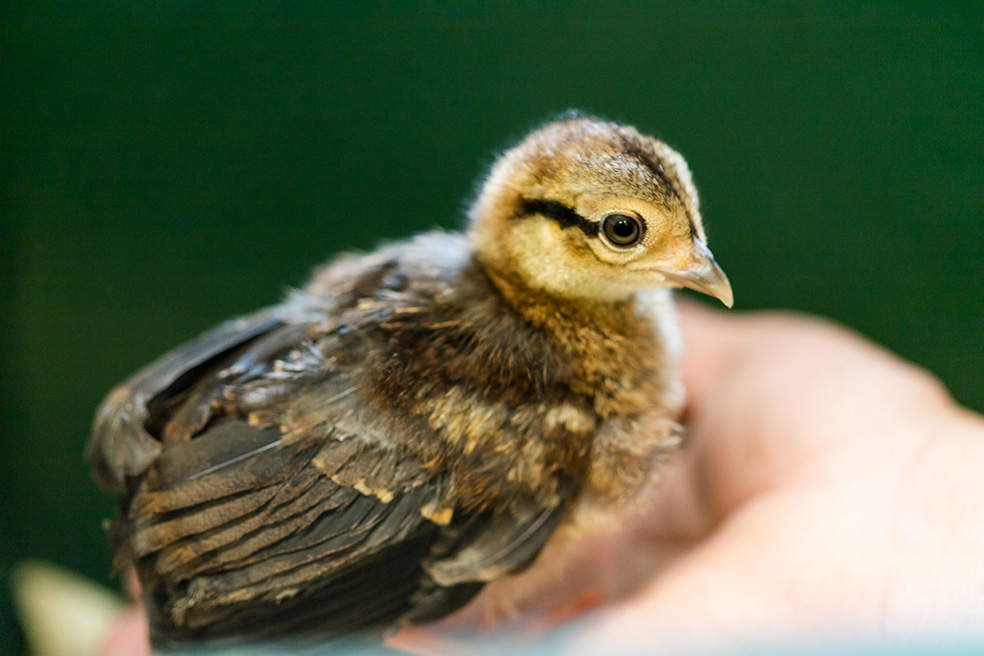 Hatching chicks (nearly) as easy as ABC | The Devon Daily