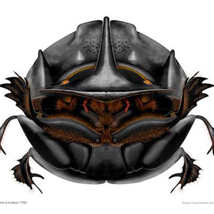 Imaging the Microcosm | The Devon Daily