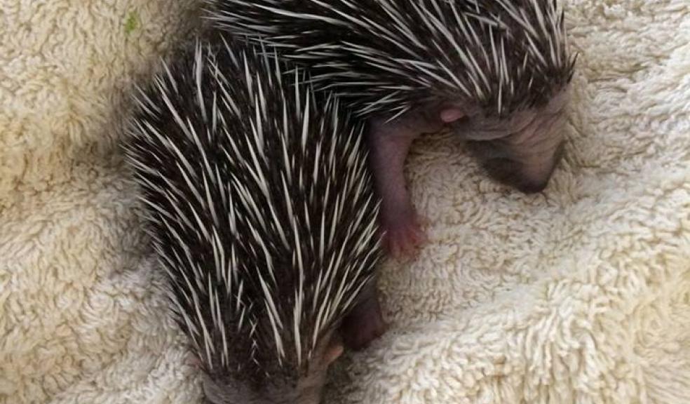 RSPCA braced for a ‘hectic hedgehog’ month as calls spike in July | The ...