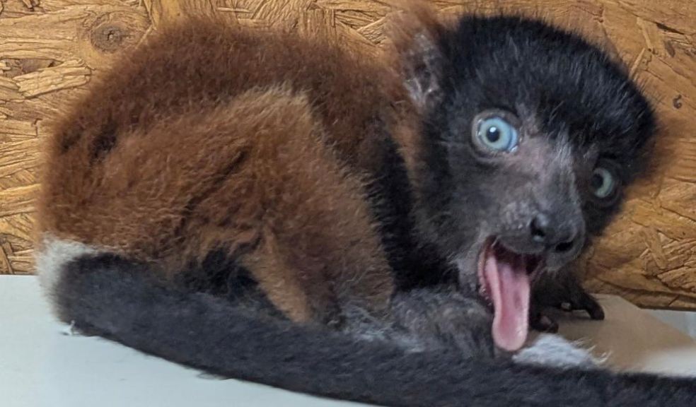 Local Conservation Charity Defies Odds with Rare Lemur Quadruplets ...